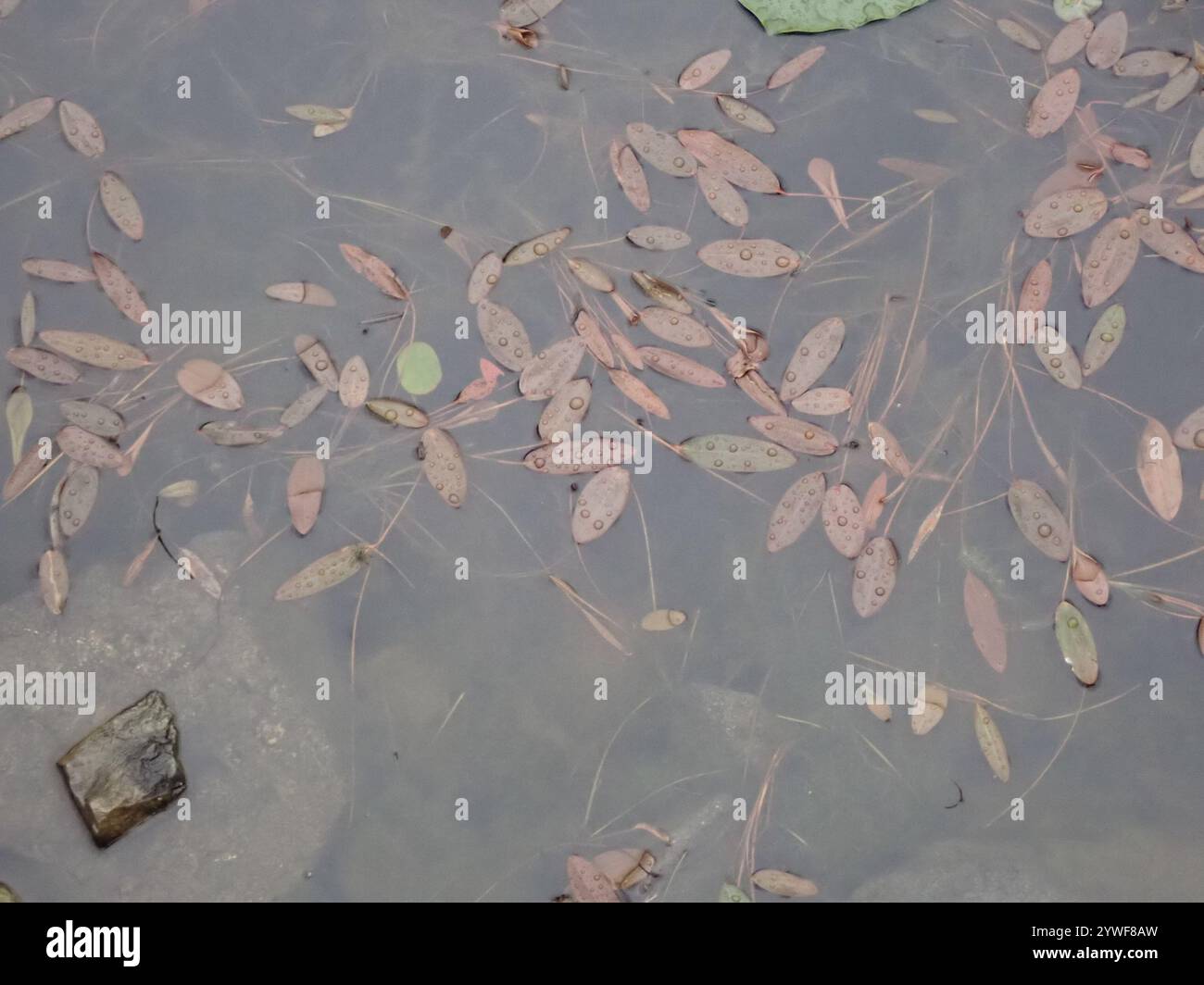 floating-leaved pondweed (Potamogeton natans Stock Photo - Alamy