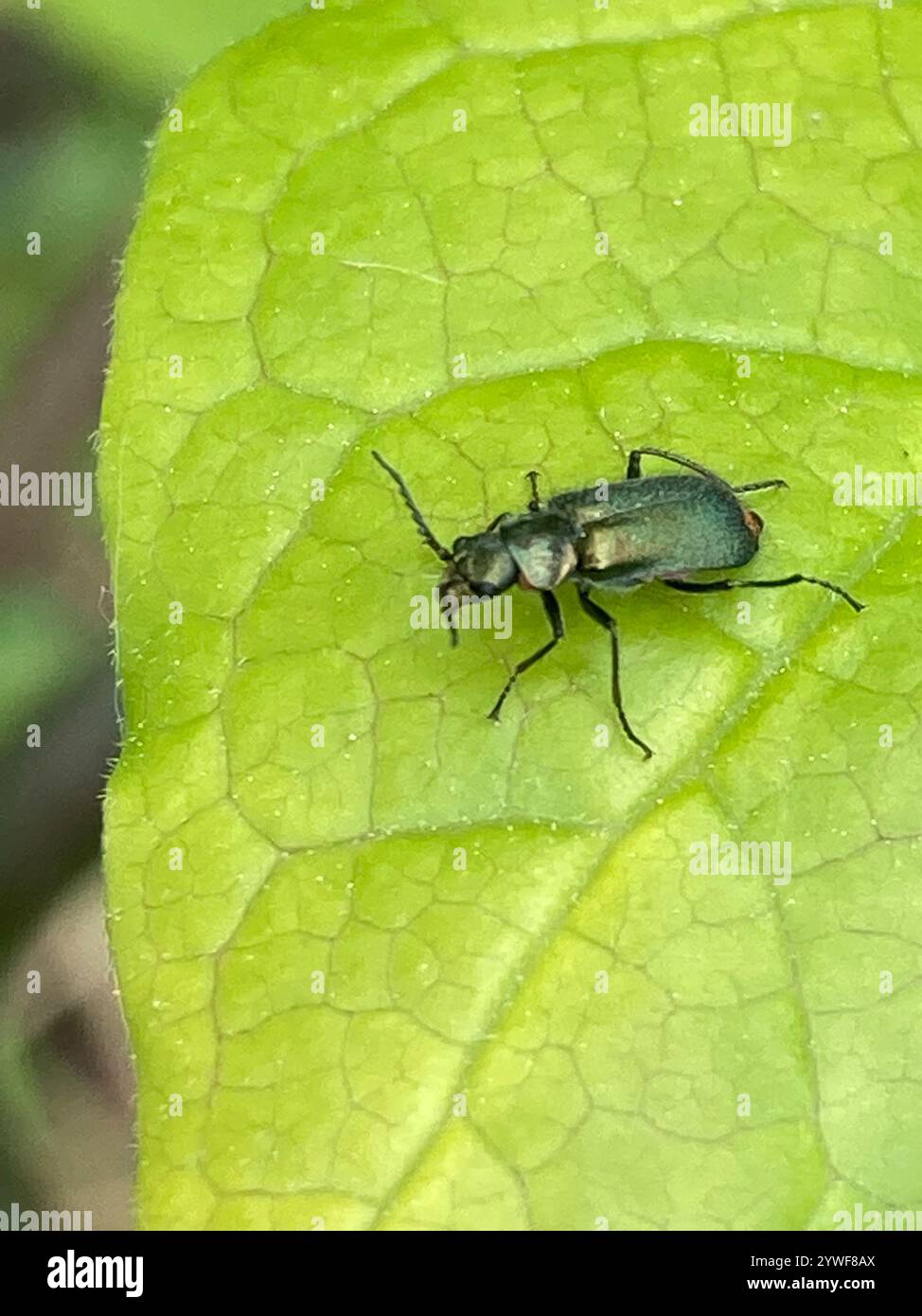 Common Malachite-beetle (Malachius bipustulatus Stock Photo - Alamy