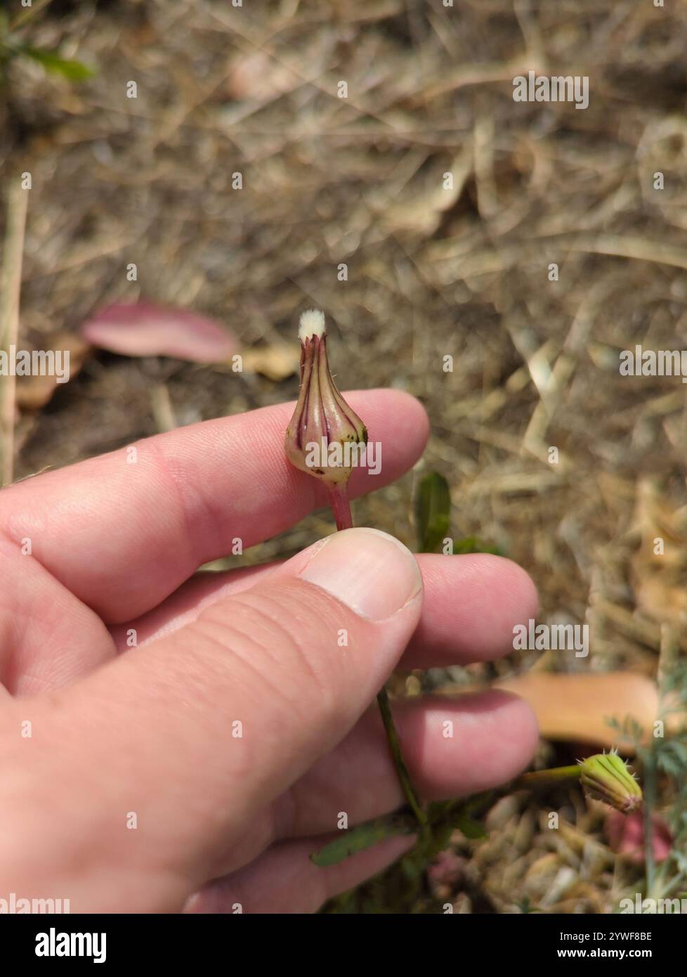 Urospermum picroides hi-res stock photography and images - Alamy