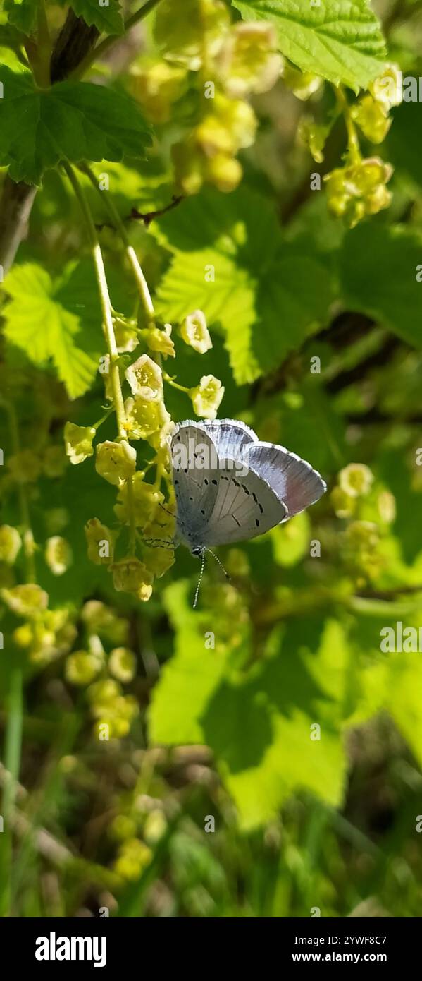 Holly Blue (Celastrina argiolus Stock Photo - Alamy