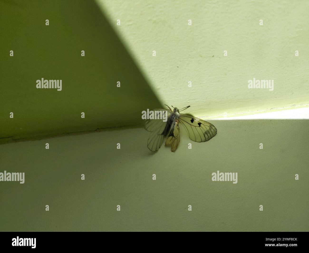 Clouded Apollo (Parnassius mnemosyne Stock Photo - Alamy