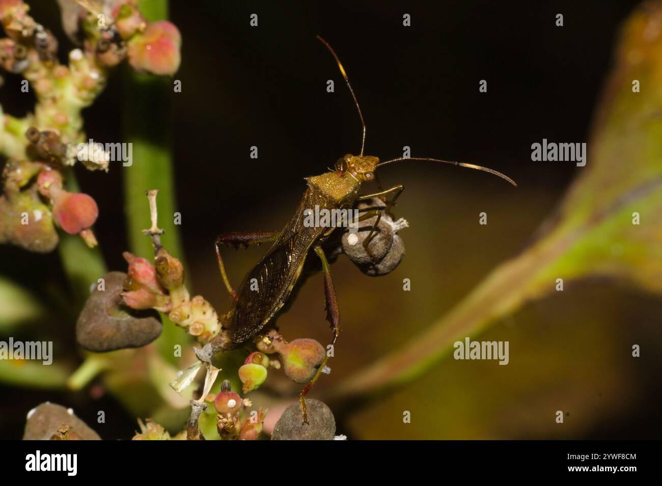 Hyalymenus hi-res stock photography and images - Alamy