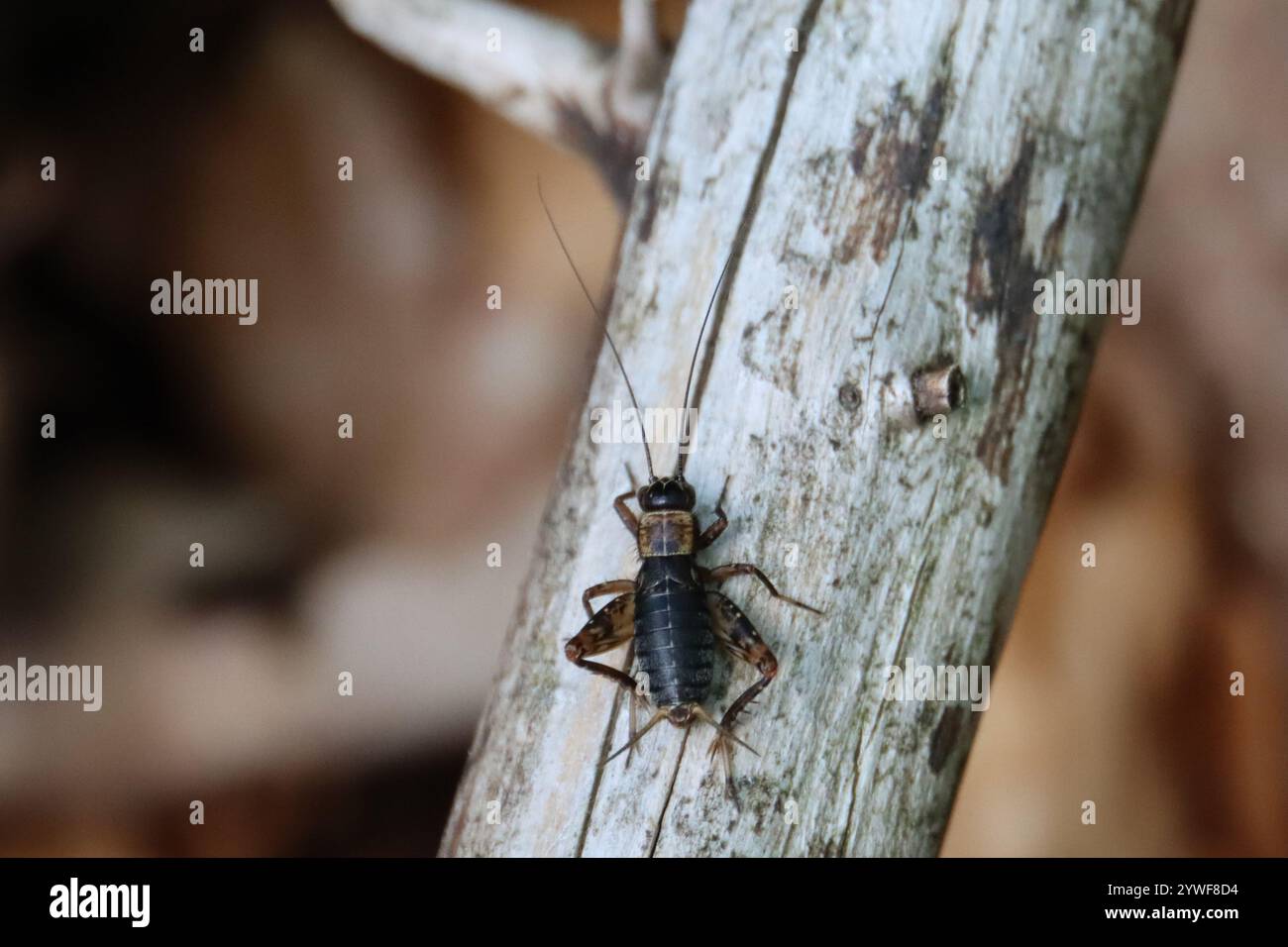 Wood Cricket (Nemobius sylvestris Stock Photo - Alamy