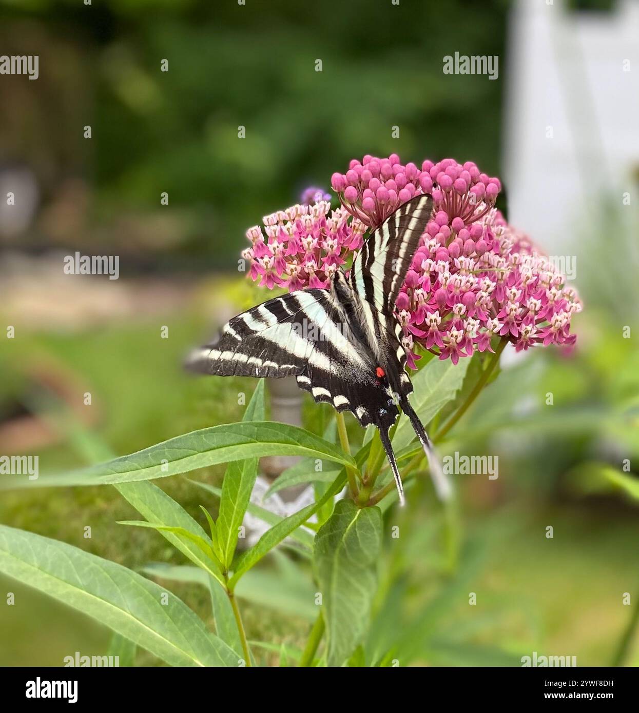 Zebra Swallowtail (Eurytides marcellus Stock Photo - Alamy