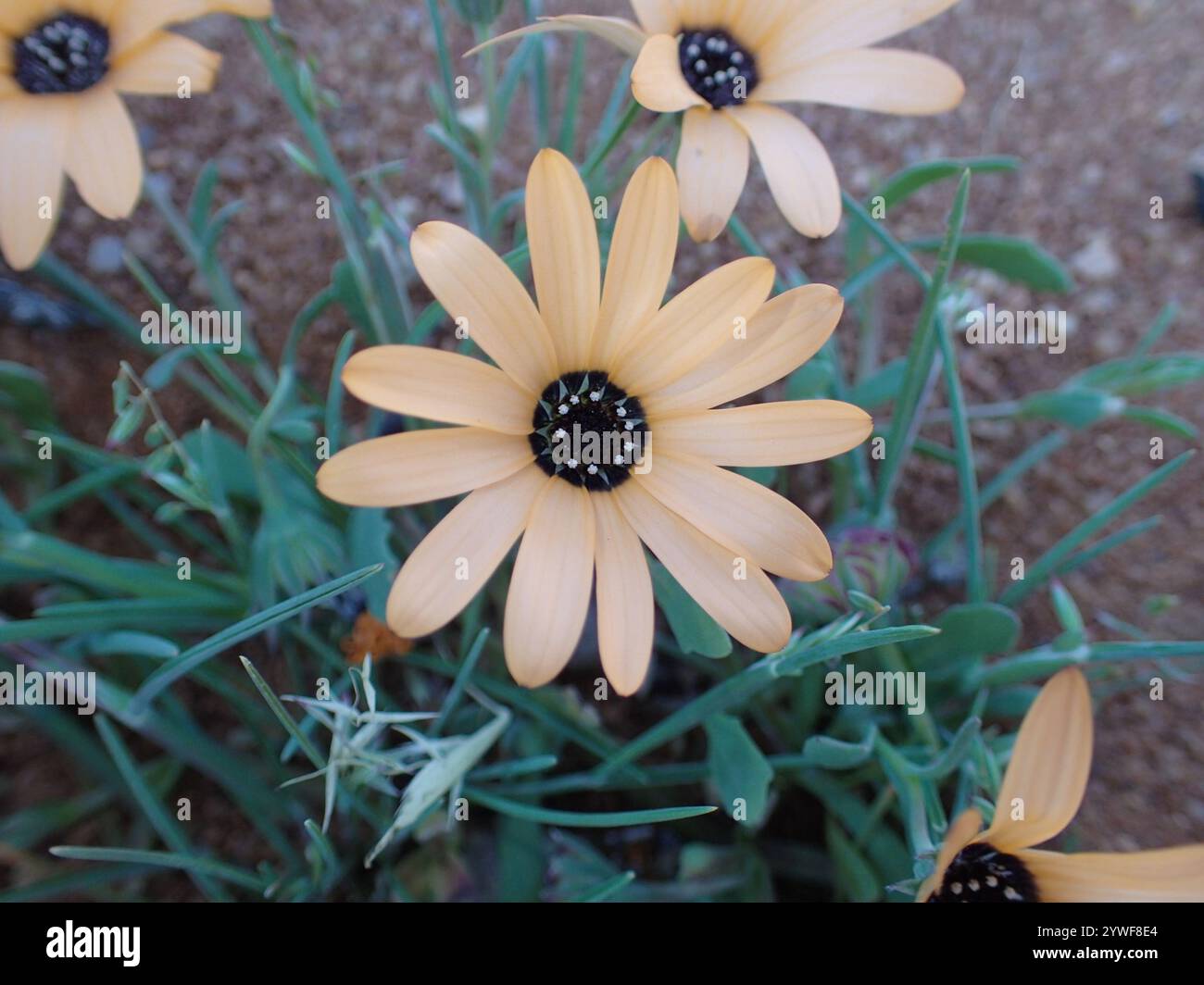 Cape marigold (Dimorphotheca sinuata Stock Photo - Alamy