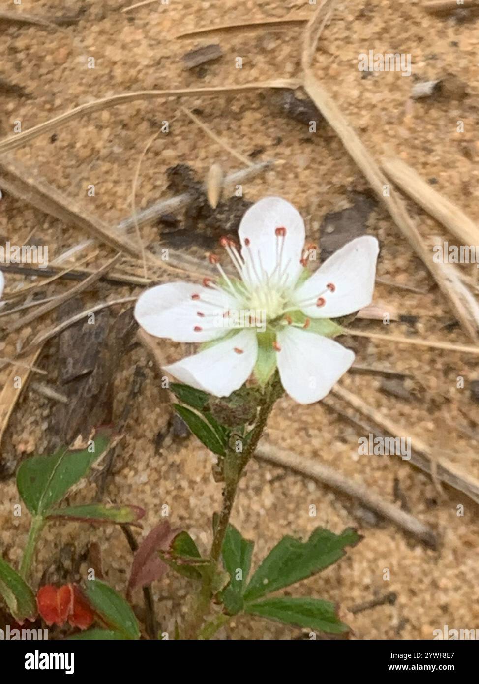 three-toothed cinquefoil (Sibbaldiopsis tridentata Stock Photo - Alamy