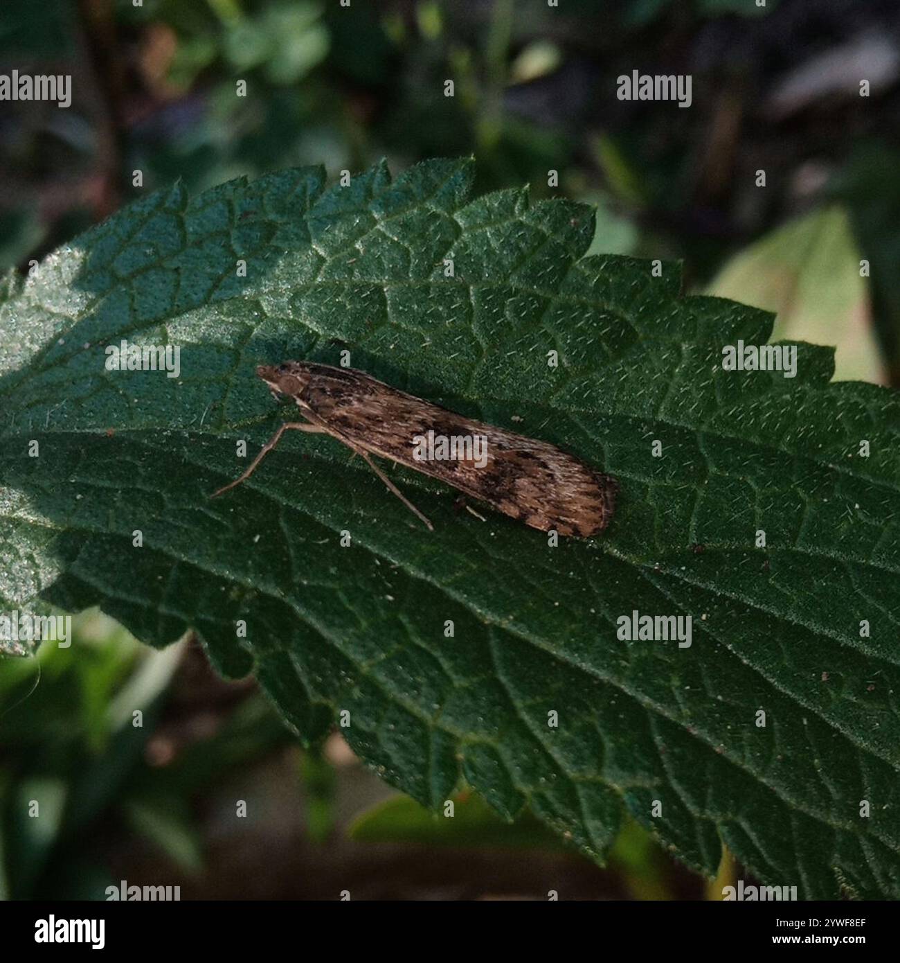 Lucerne Moth (Nomophila nearctica Stock Photo - Alamy