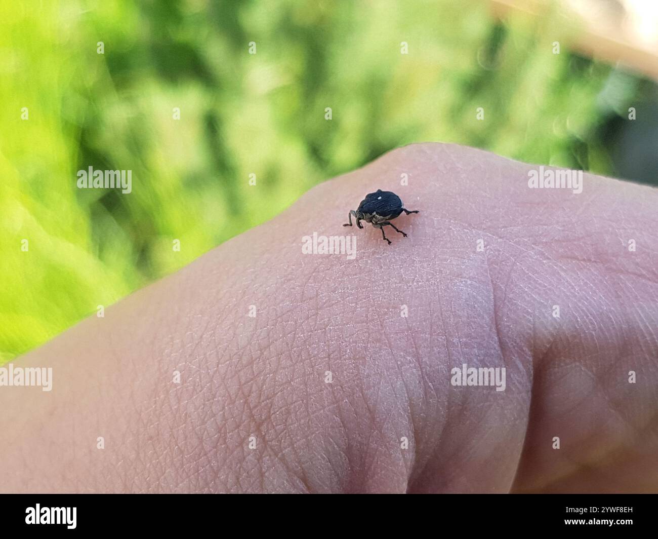 Iris weevil (Mononychus punctumalbum Stock Photo - Alamy