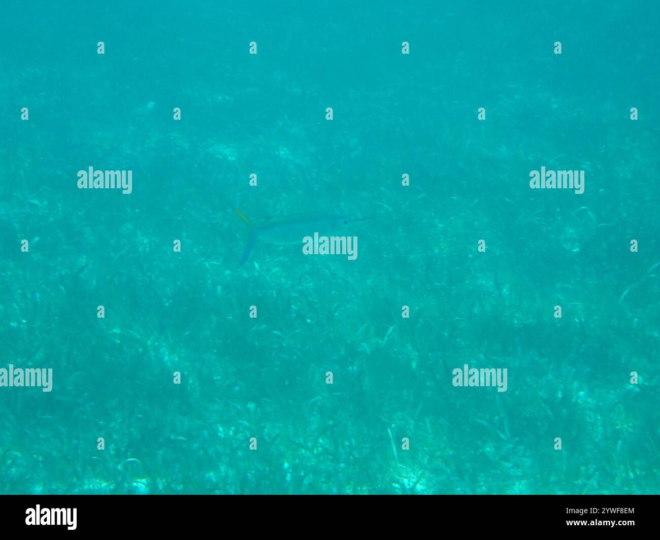 Ballyhoo (Hemiramphus brasiliensis Stock Photo - Alamy
