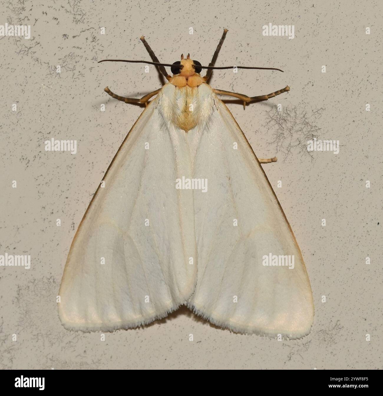 Reversed Haploa Moth (Haploa reversa Stock Photo - Alamy