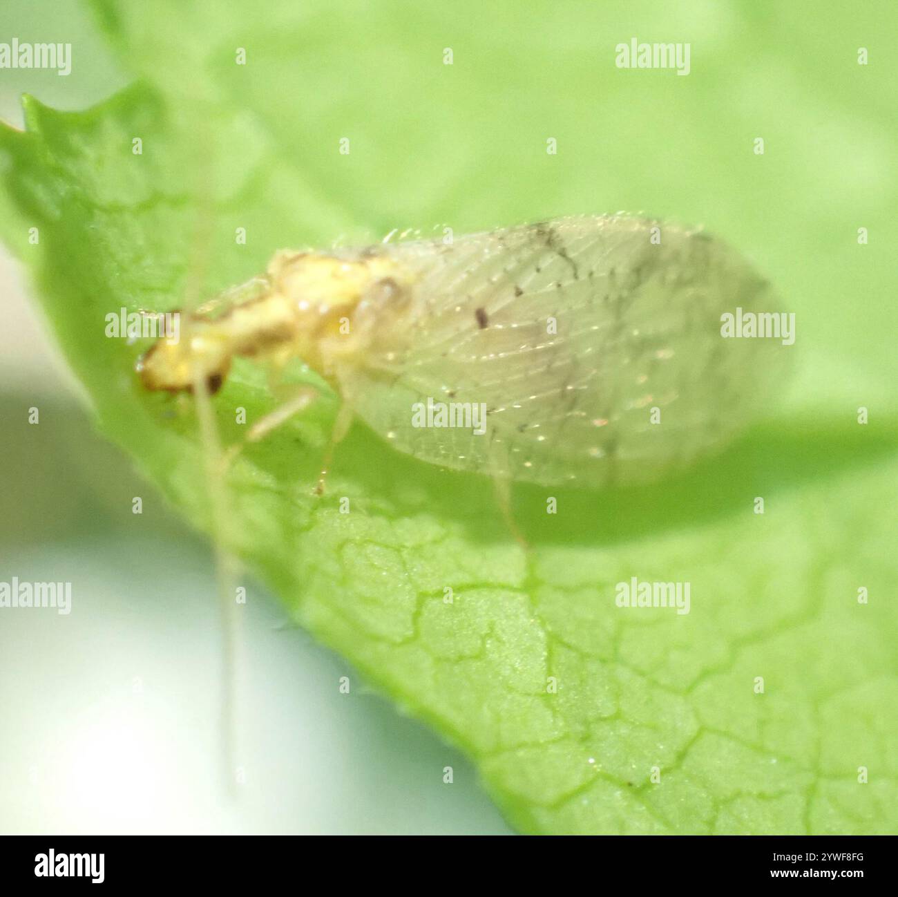 Humulin Brown Lacewing (Hemerobius humulinus Stock Photo - Alamy
