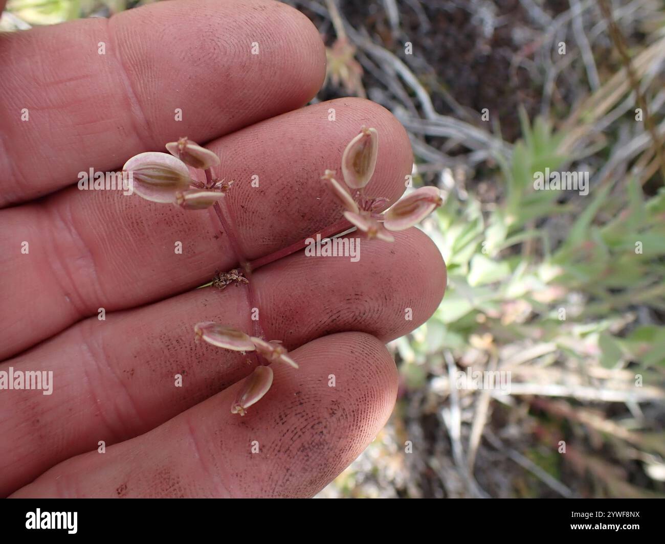 Wyeth Biscuitroot (Lomatium ambiguum Stock Photo - Alamy