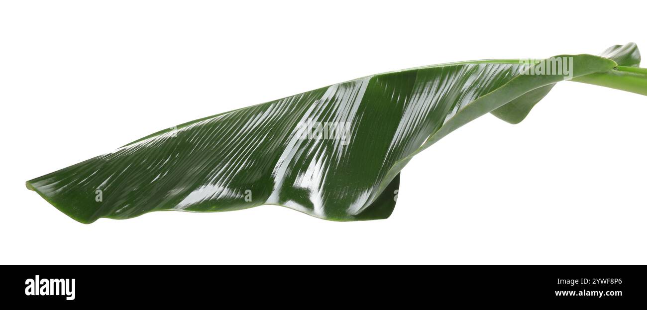 Fresh green banana tree leaf isolated on white Stock Photo - Alamy