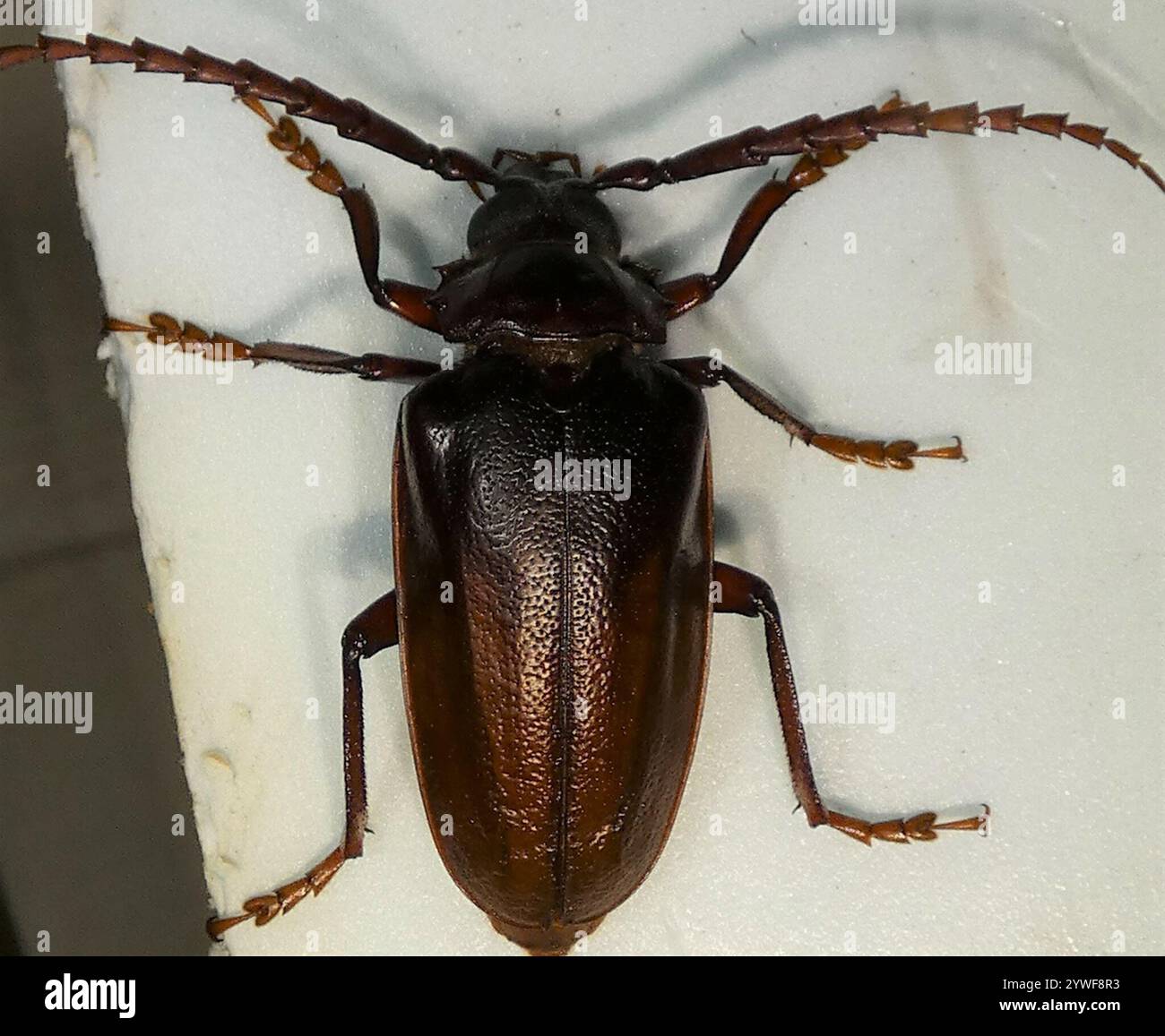 Tooth-necked Longhorn Beetle (Prionus pocularis Stock Photo - Alamy