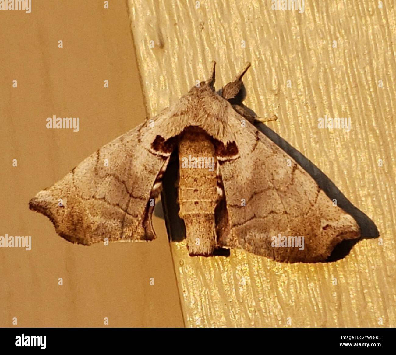 Spotted Apatelodes Moth (Apatelodes torrefacta Stock Photo - Alamy