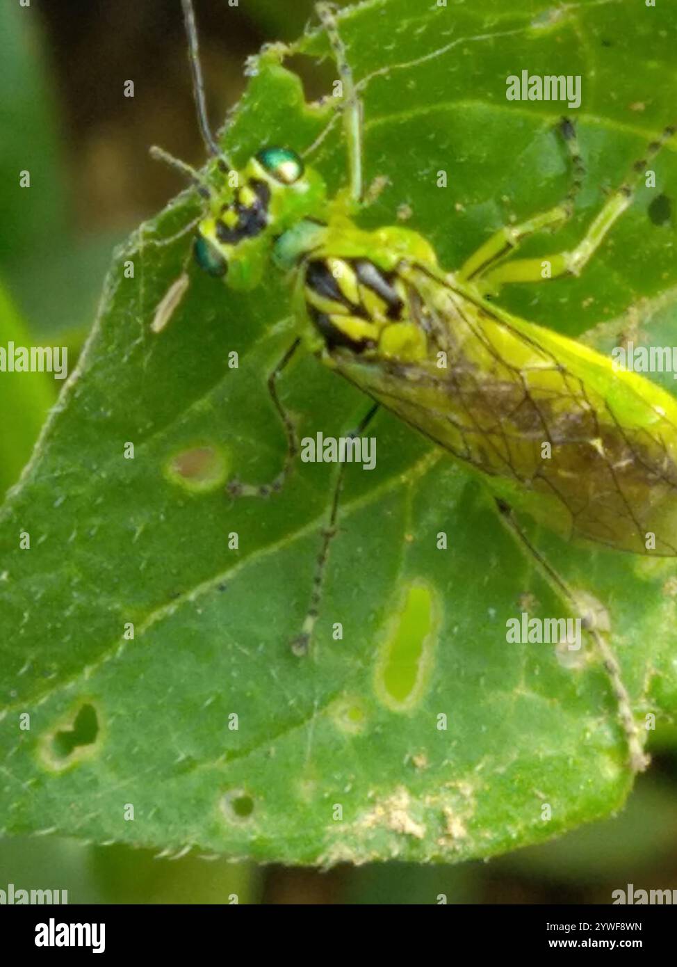 Dark Rhogogaster (Rhogogaster viridis Stock Photo - Alamy