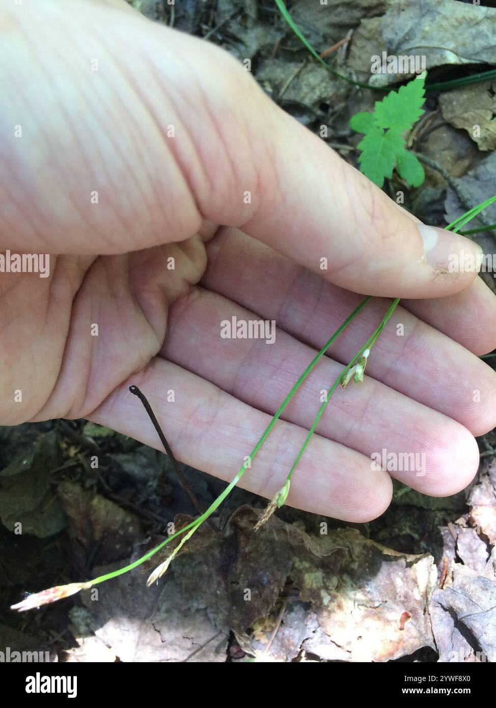long-stalked sedge (Carex pedunculata Stock Photo - Alamy