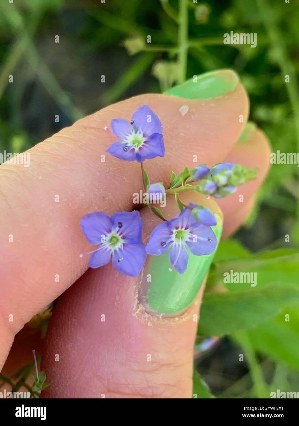 American brooklime (Veronica americana Stock Photo - Alamy