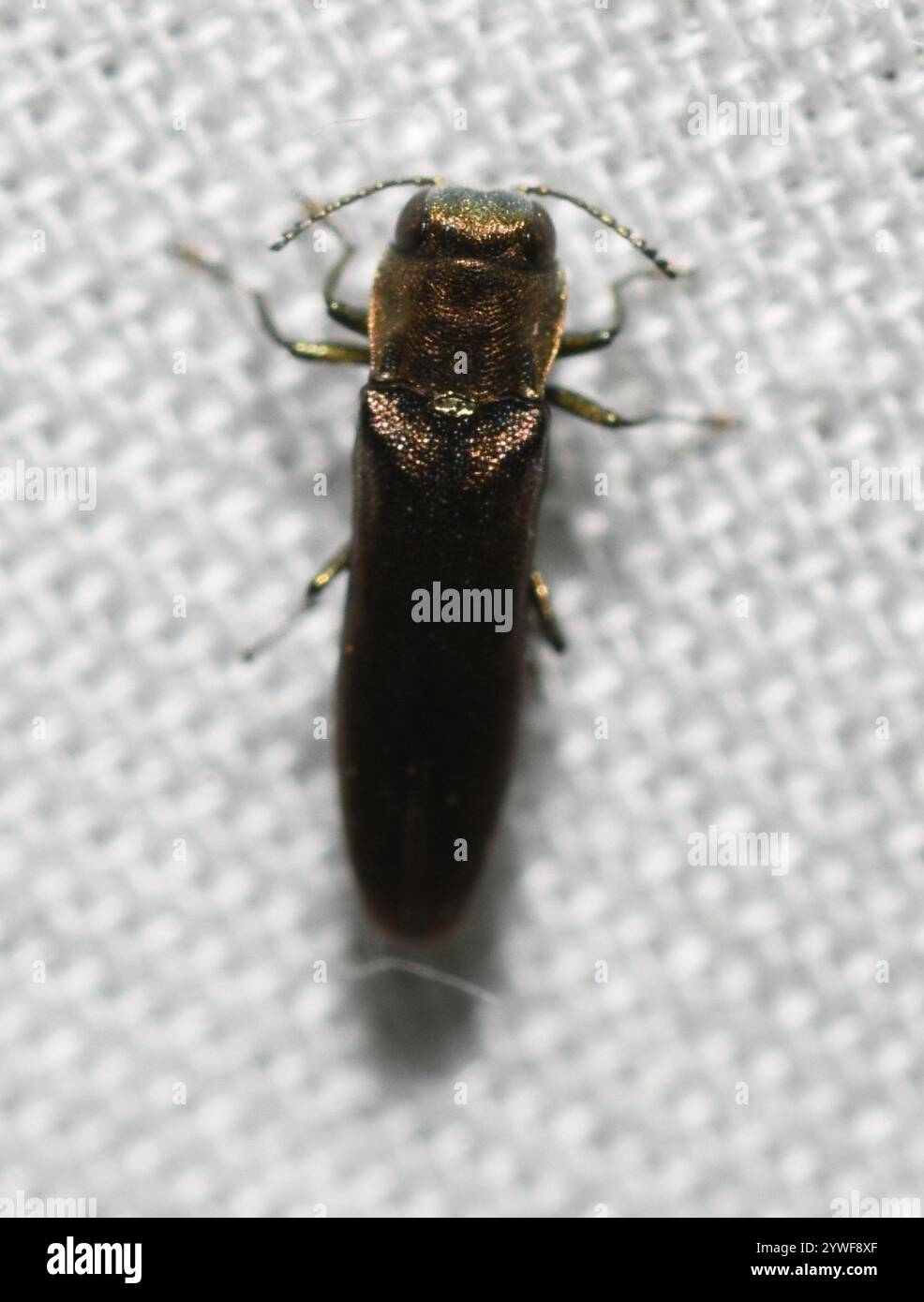 Dogwood Agrilus (Agrilus cephalicus Stock Photo - Alamy