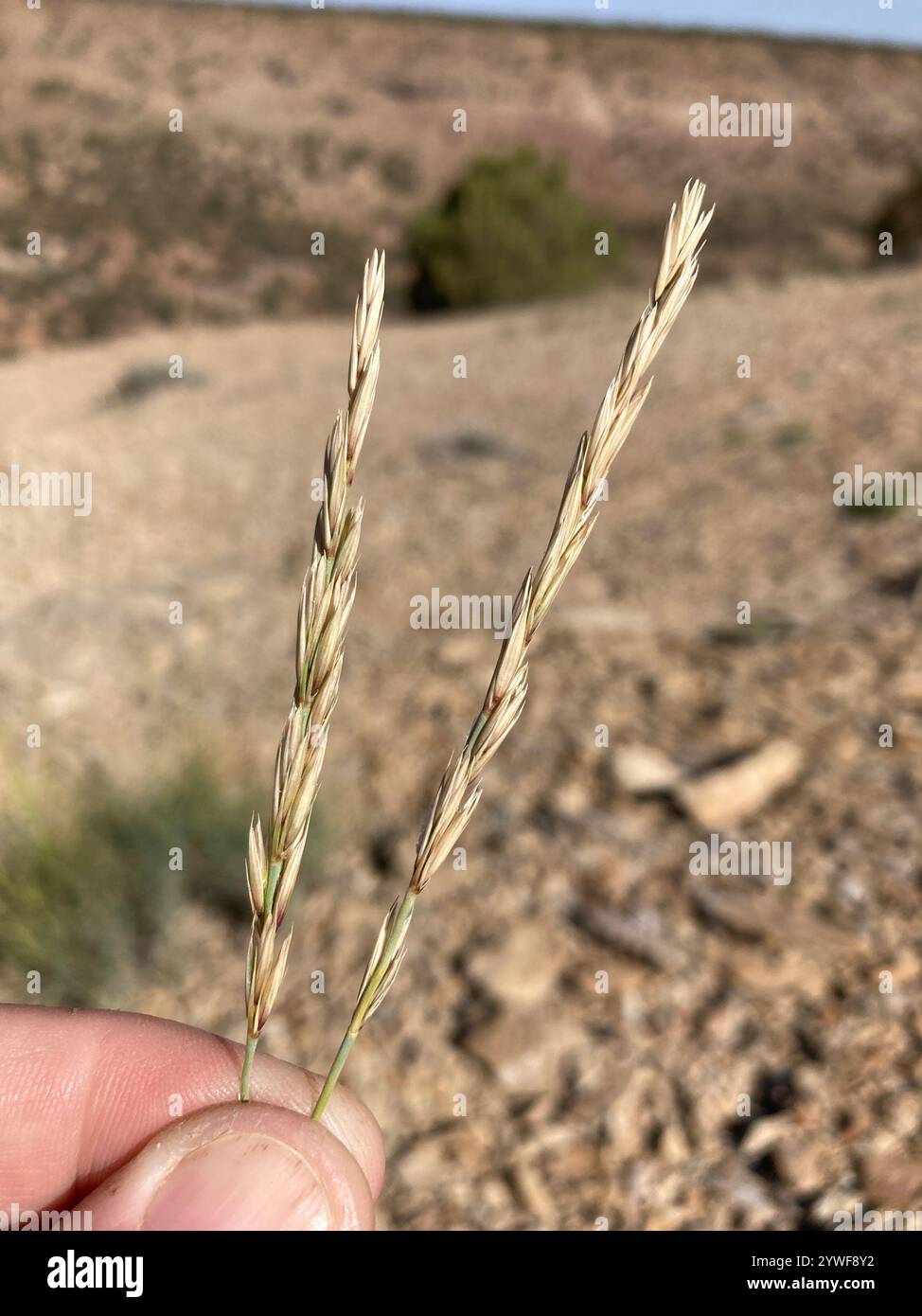Russian Wildrye (Psathyrostachys juncea Stock Photo - Alamy