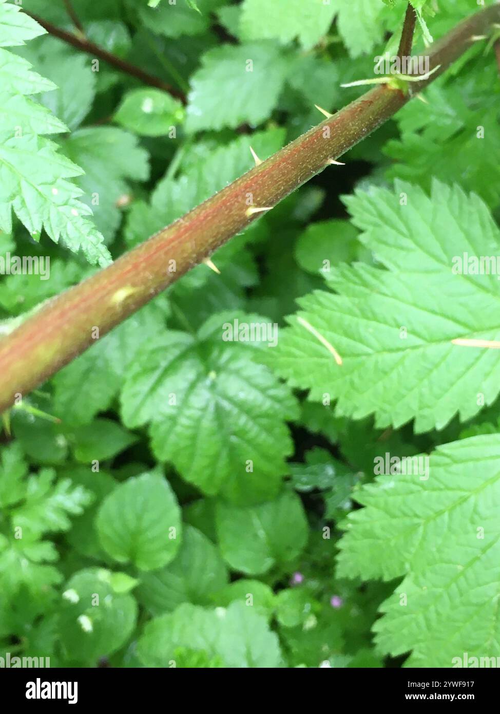 Salmonberry (Rubus spectabilis Stock Photo - Alamy