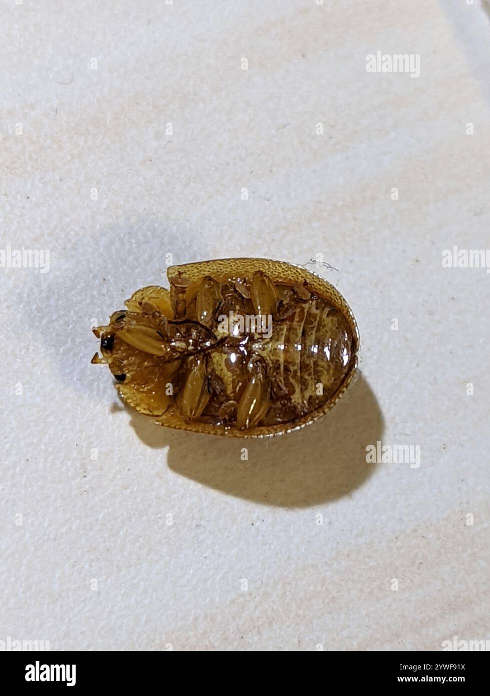 Paropsine beetle hi-res stock photography and images - Alamy