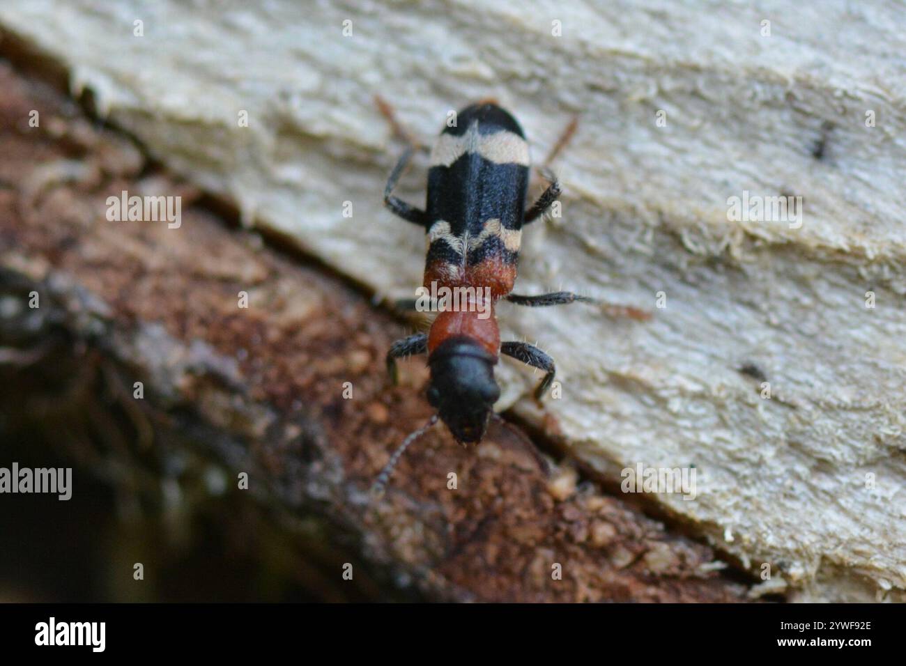 European Red-bellied Clerid (Thanasimus formicarius Stock Photo - Alamy