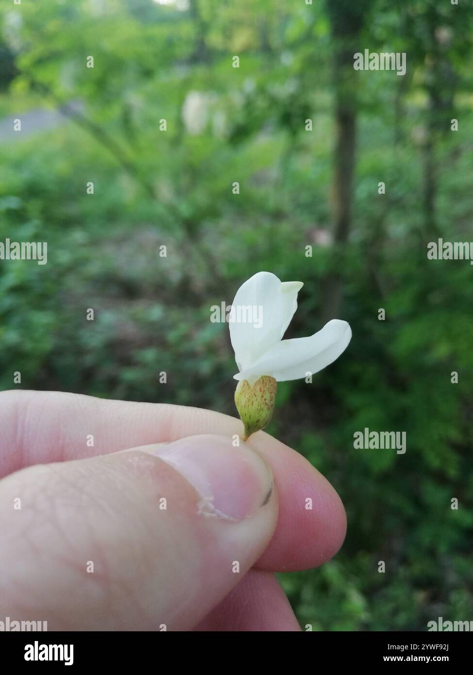 black locust (Robinia pseudoacacia Stock Photo - Alamy