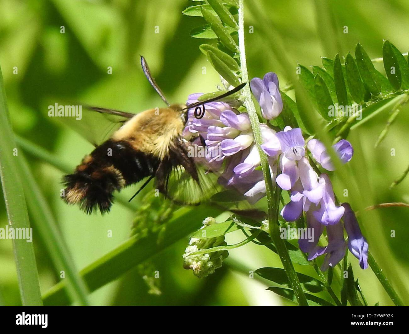 Snowberry Clearwing (Hemaris diffinis Stock Photo - Alamy