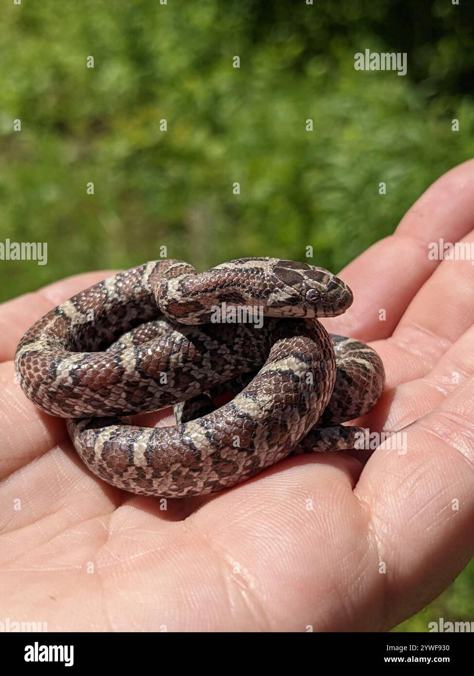 Eastern Milksnake (Lampropeltis triangulum Stock Photo - Alamy