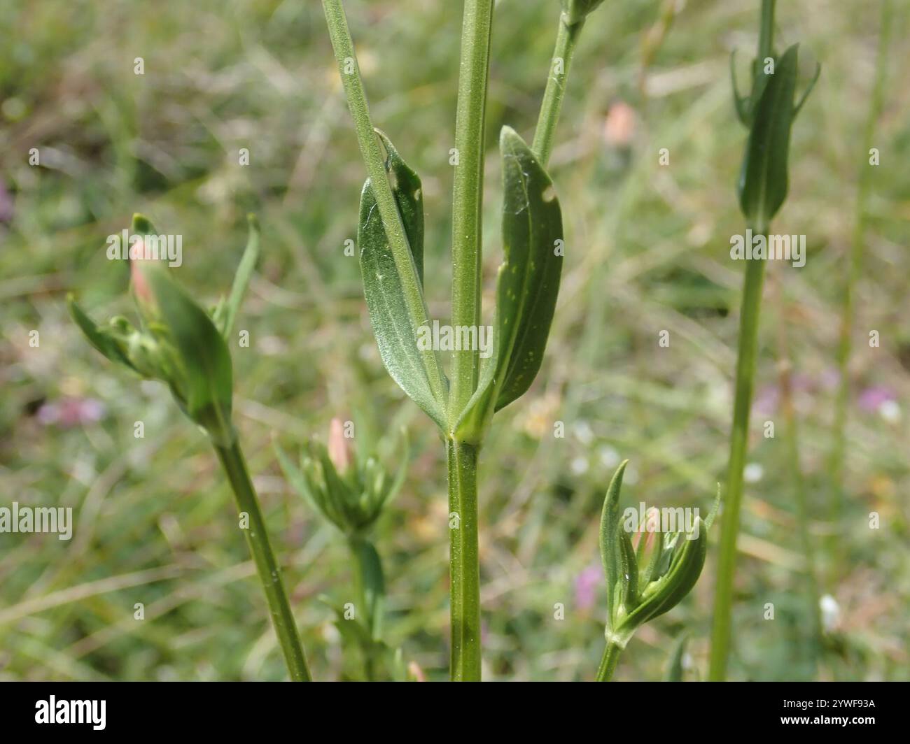 Lesser Centaury (Centaurium pulchellum Stock Photo - Alamy