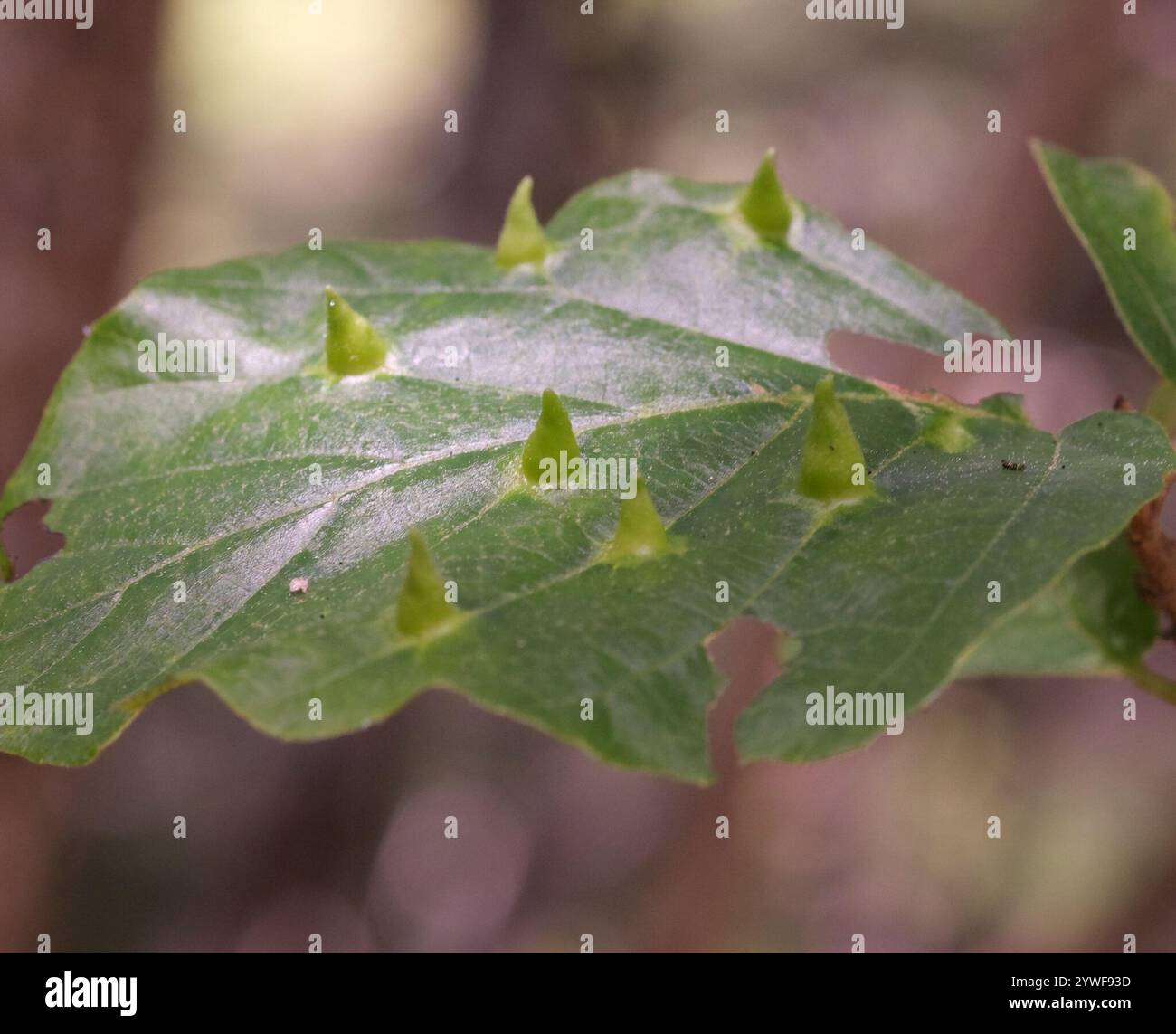 Witch-hazel Cone Gall Aphid (Hormaphis hamamelidis Stock Photo - Alamy