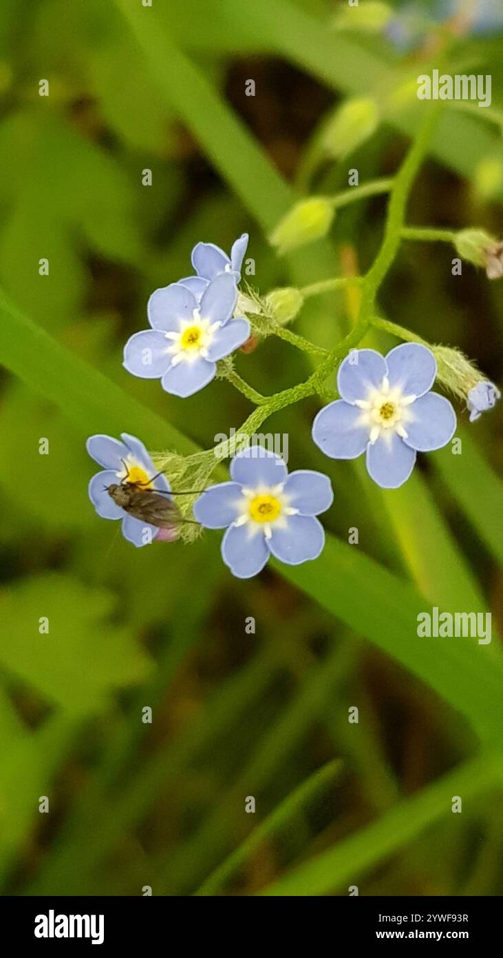 water forget-me-not (Myosotis scorpioides Stock Photo - Alamy
