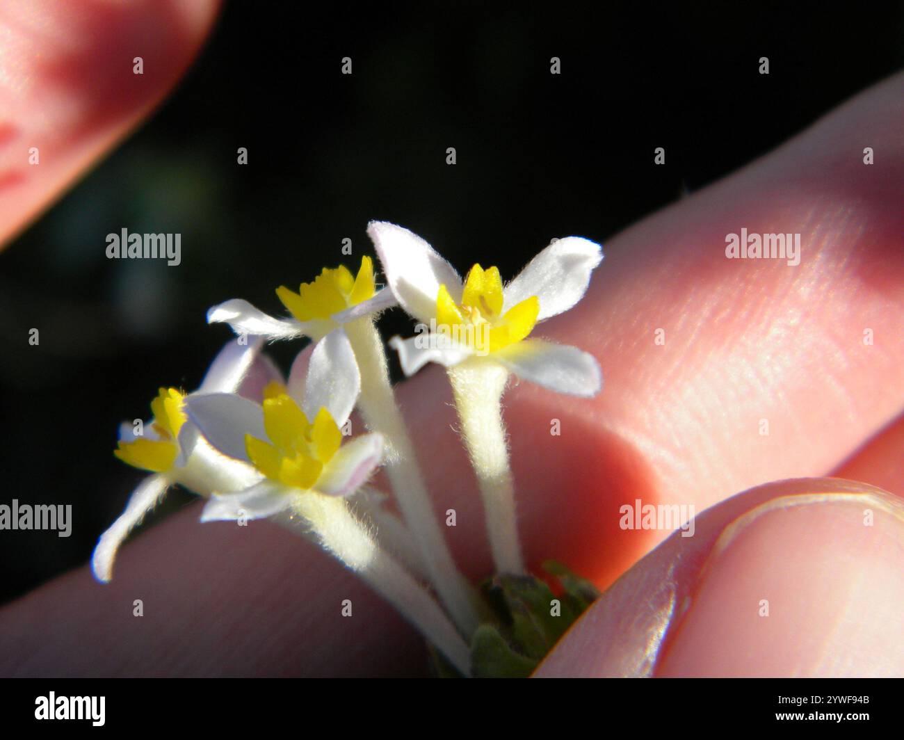 Hairyflower Capesaffron (Gnidia tomentosa Stock Photo - Alamy