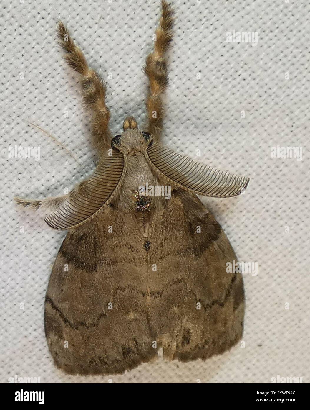 White-marked Tussock Moth (Orgyia leucostigma Stock Photo - Alamy