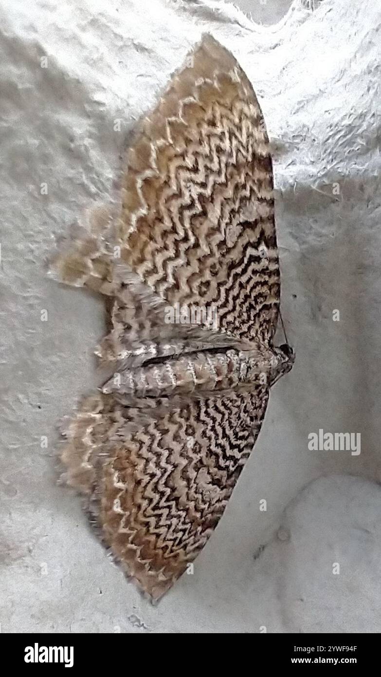 Scallop shell moth hi-res stock photography and images - Alamy