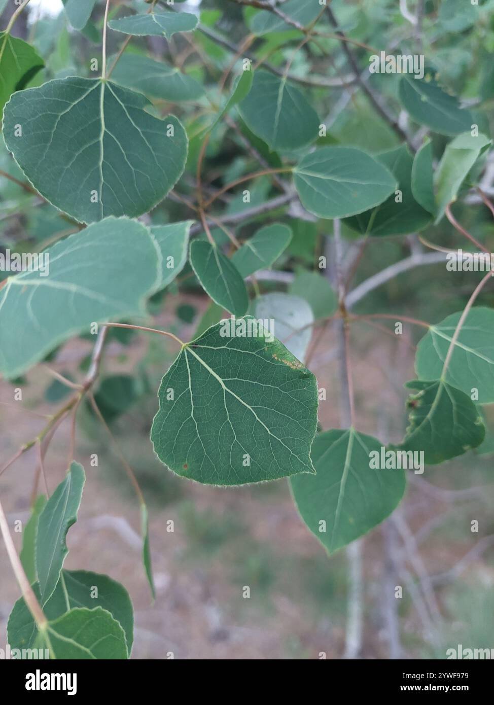 trembling aspen (Populus tremuloides Stock Photo - Alamy