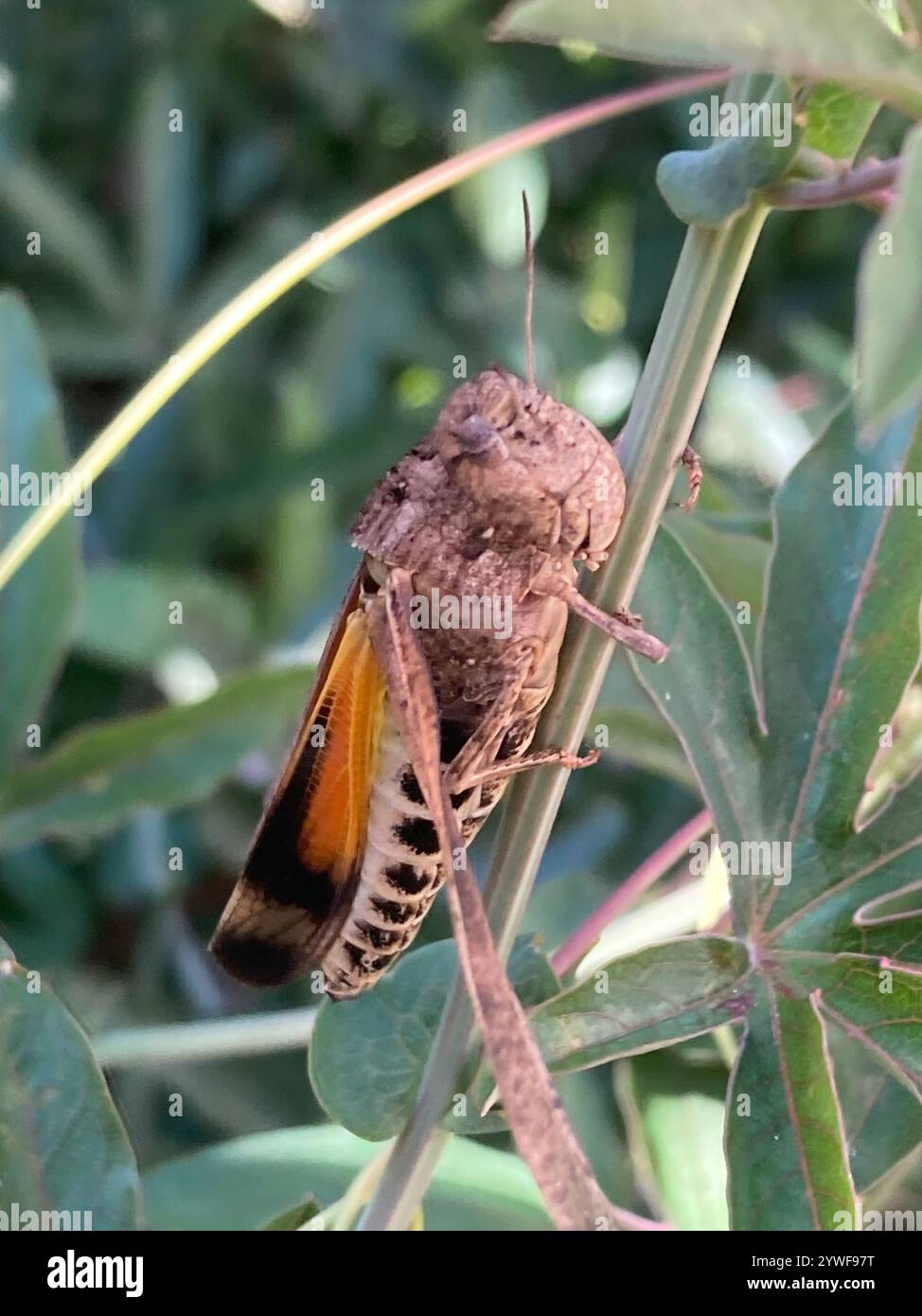 Plains Yellow-winged Grasshopper (Arphia simplex Stock Photo - Alamy
