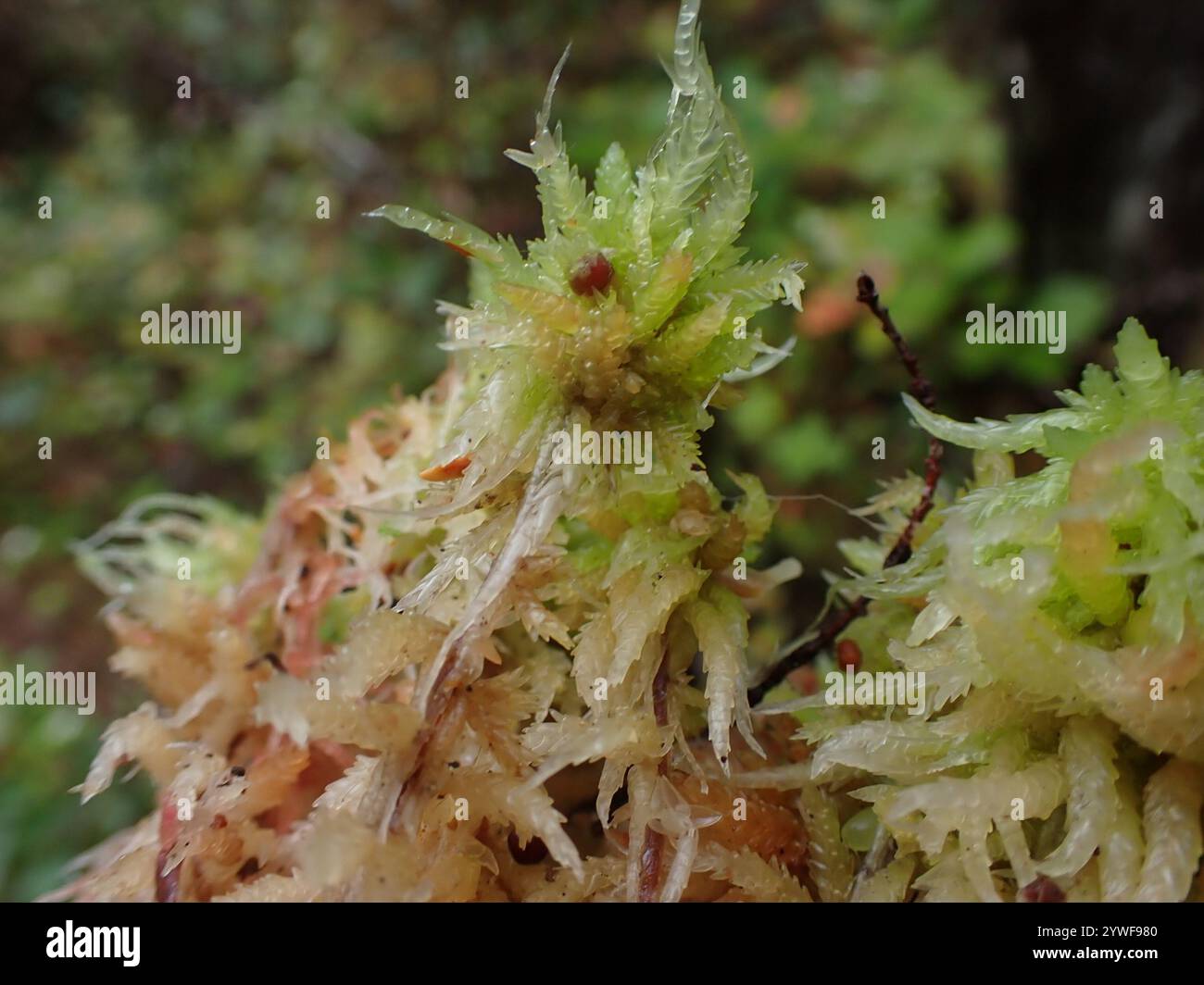 Papillose peatmoss hi-res stock photography and images - Alamy