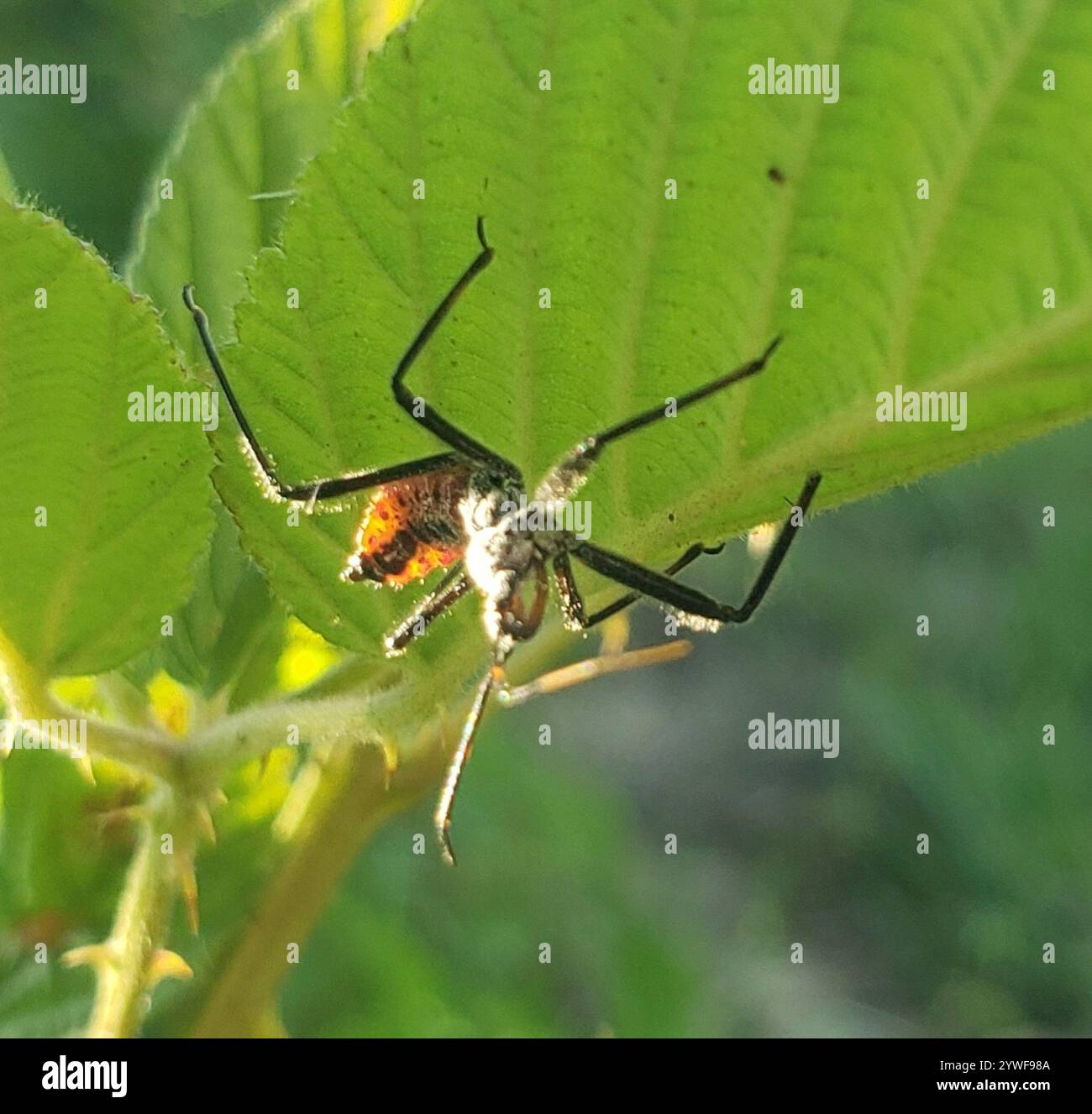 North american wheel bug hi-res stock photography and images - Alamy