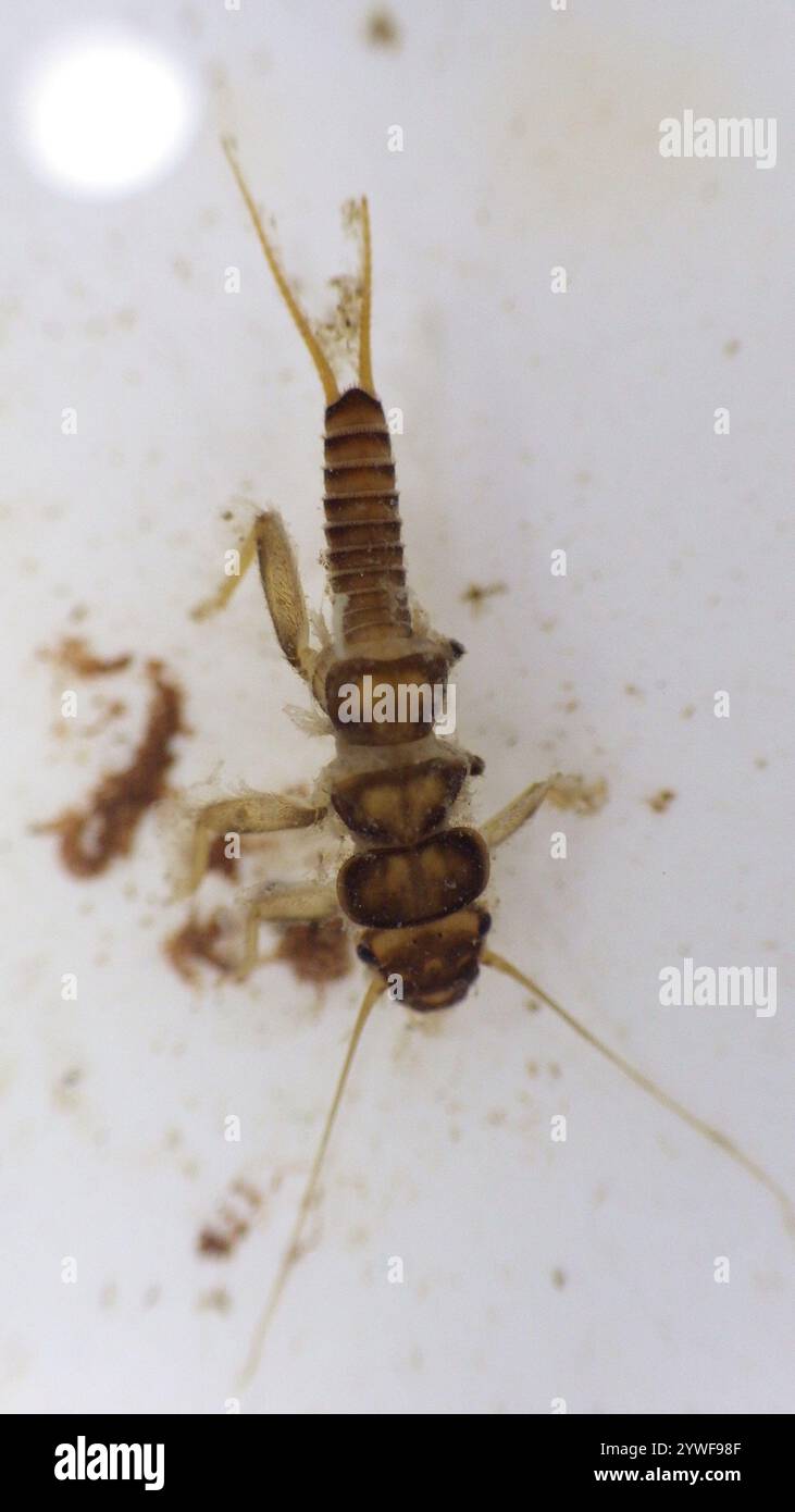 Common Stoneflies (Perlidae Stock Photo - Alamy