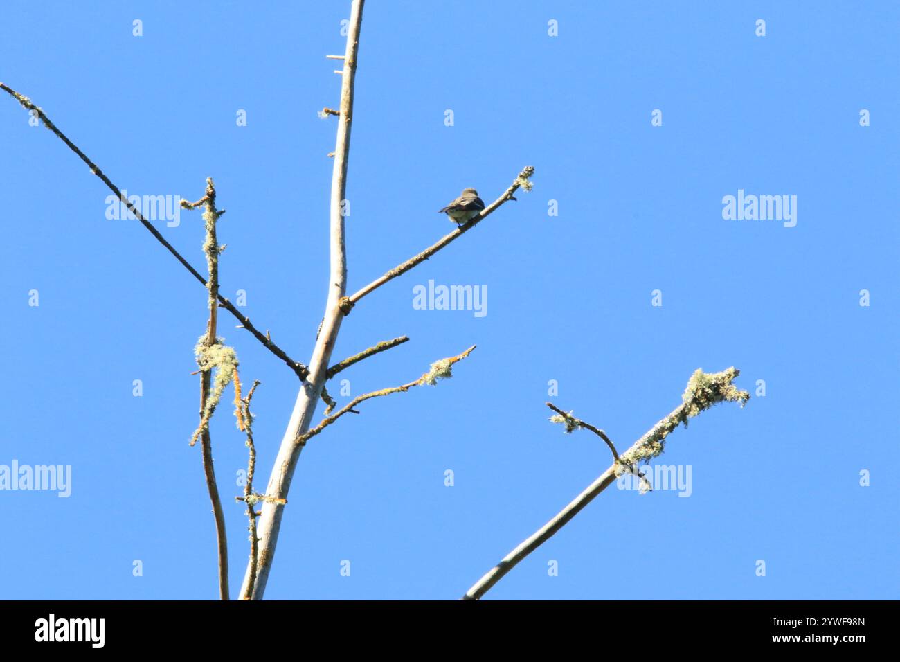Olive-sided Flycatcher (Contopus cooperi Stock Photo - Alamy
