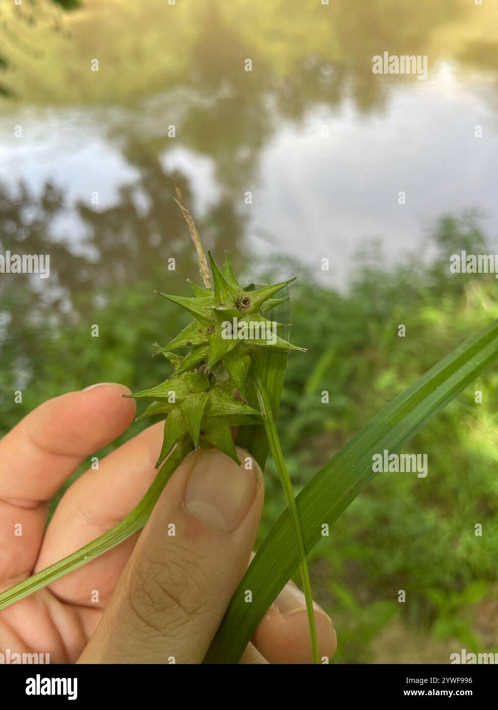 Gray's sedge (Carex grayi Stock Photo - Alamy