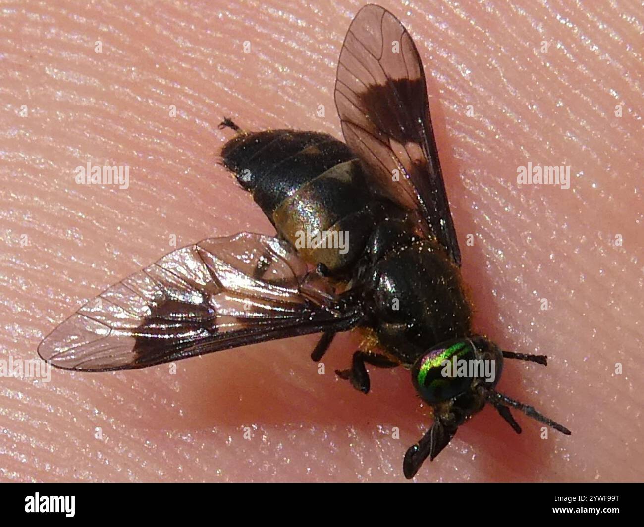 Bothersome Deer Fly (Chrysops excitans Stock Photo - Alamy