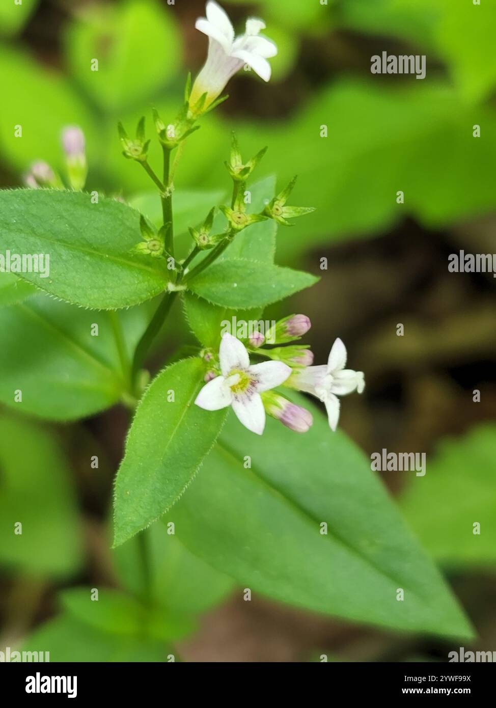 summer bluet (Houstonia purpurea Stock Photo - Alamy