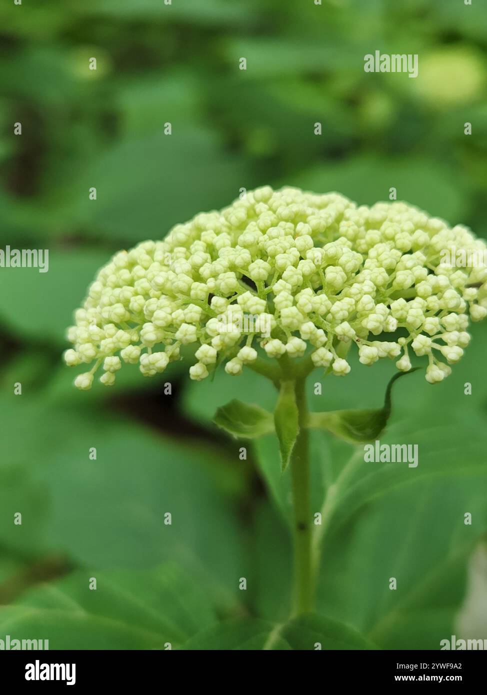wild hydrangea (Hydrangea arborescens Stock Photo - Alamy