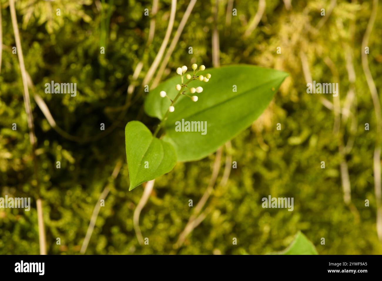May Lily (Maianthemum bifolium Stock Photo - Alamy