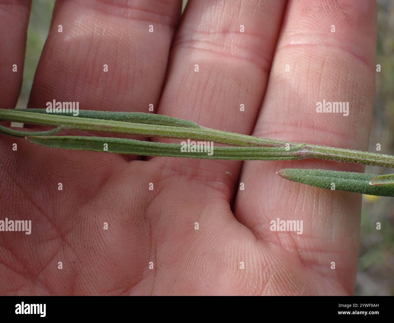 narrow-leaved hawksbeard (Crepis tectorum Stock Photo - Alamy