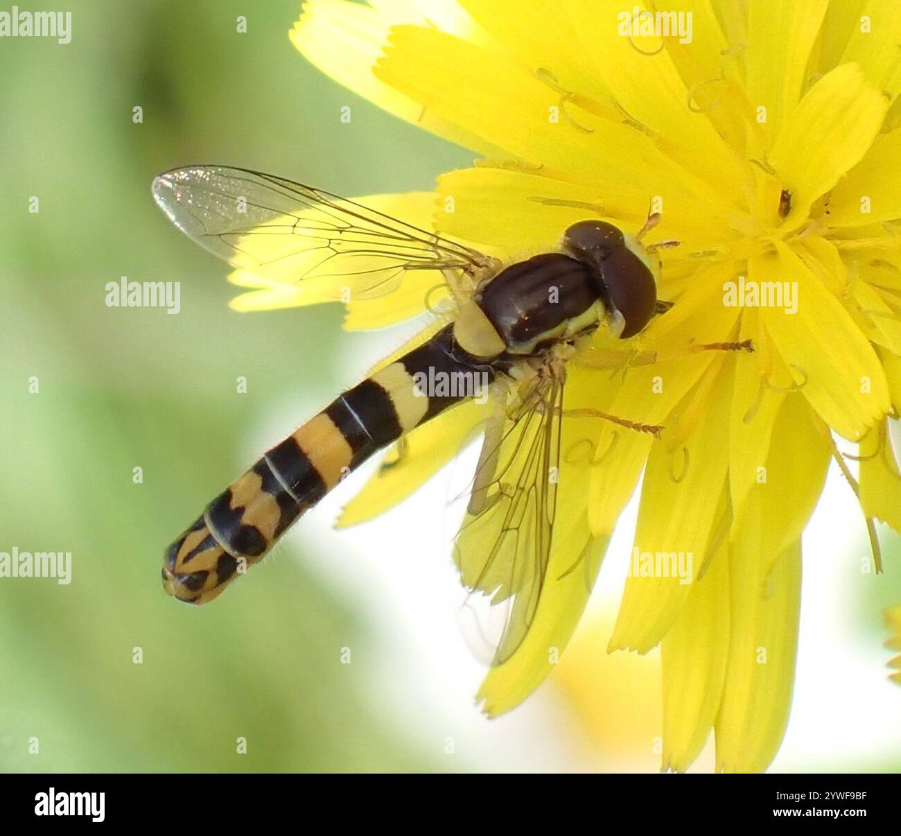 Common Globetail (Sphaerophoria scripta Stock Photo - Alamy