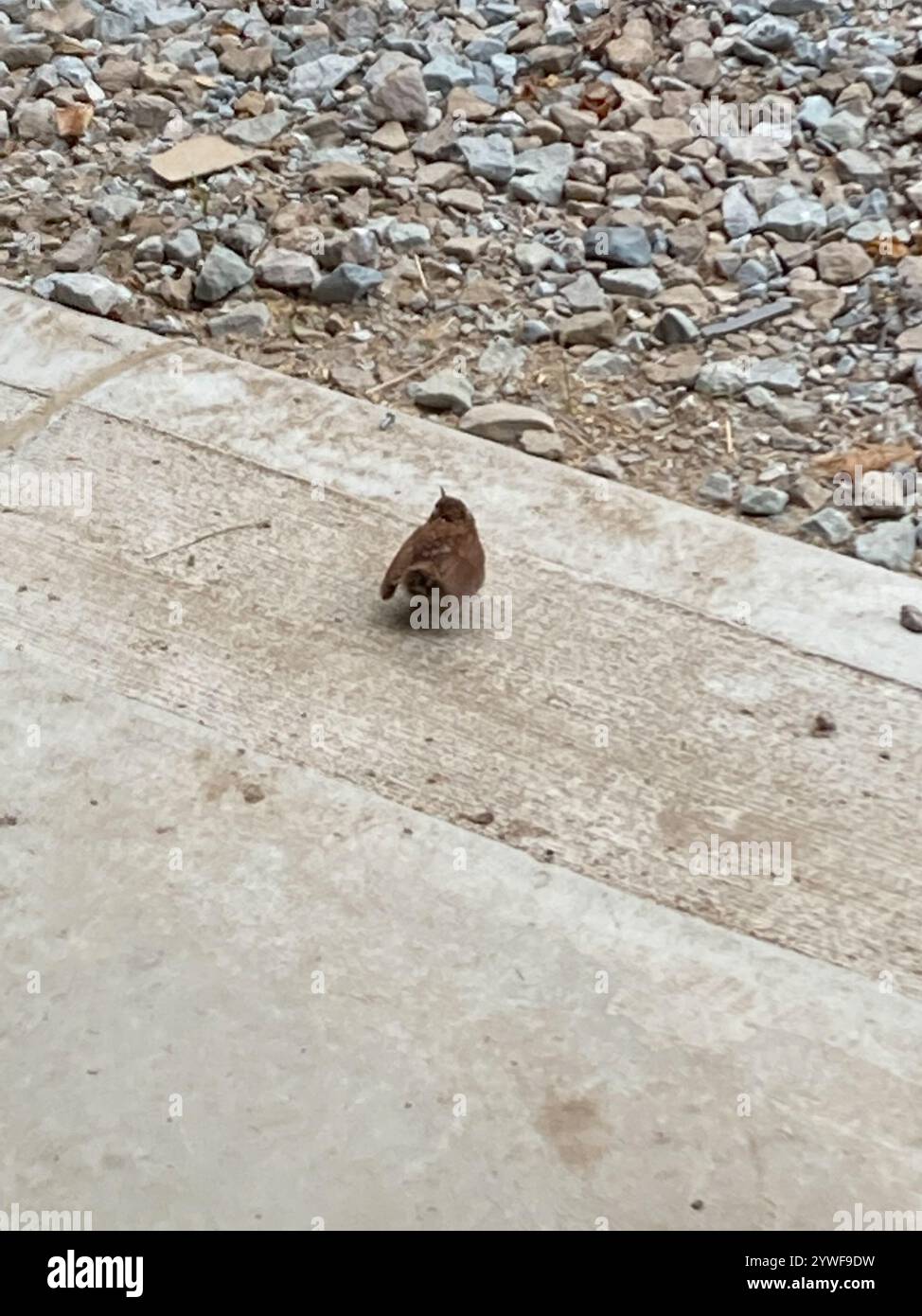Carolina Wren (Thryothorus ludovicianus Stock Photo - Alamy